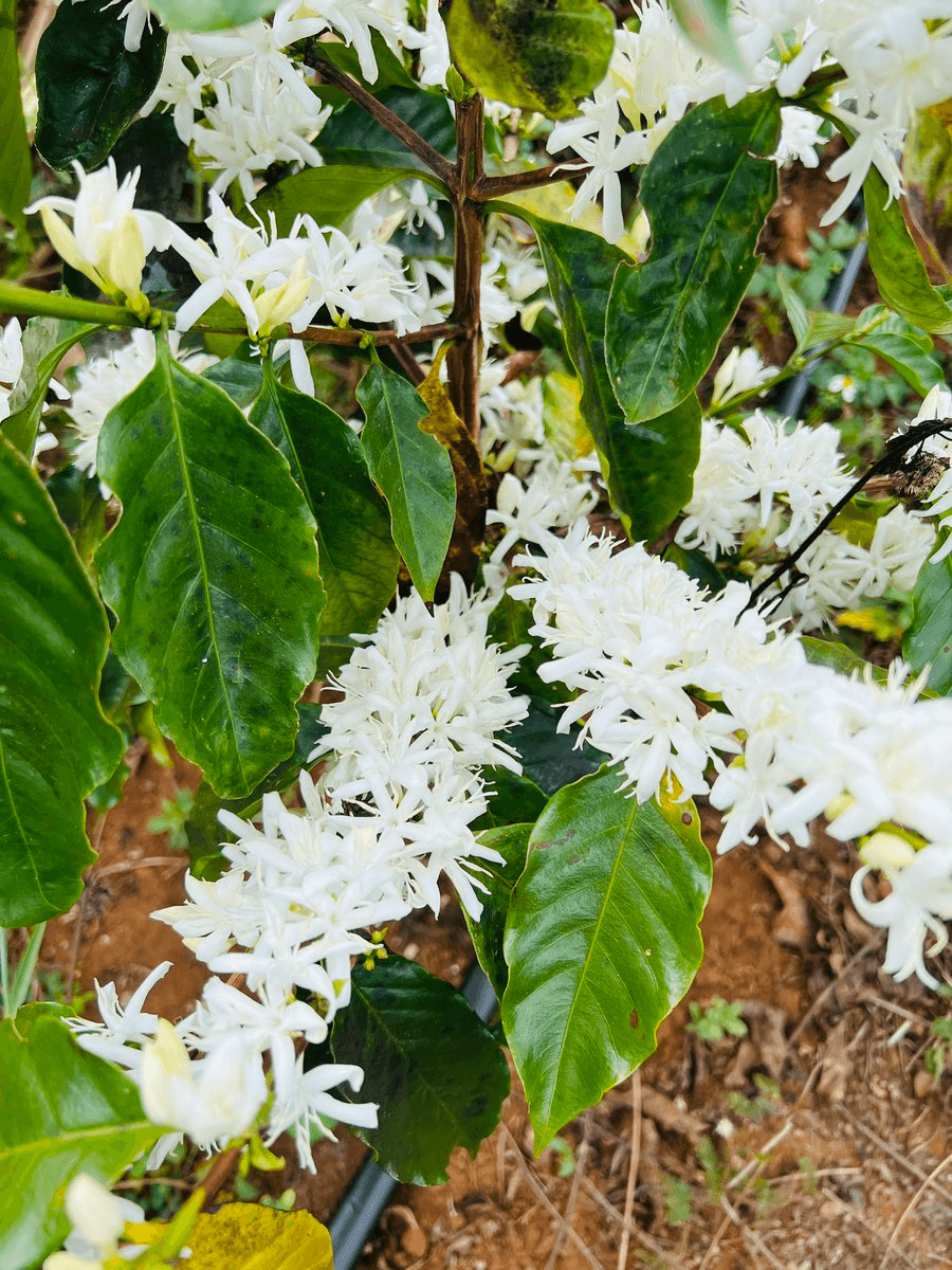 Green Beli Farm Expansion: Major Tree Planting Initiative for 2025